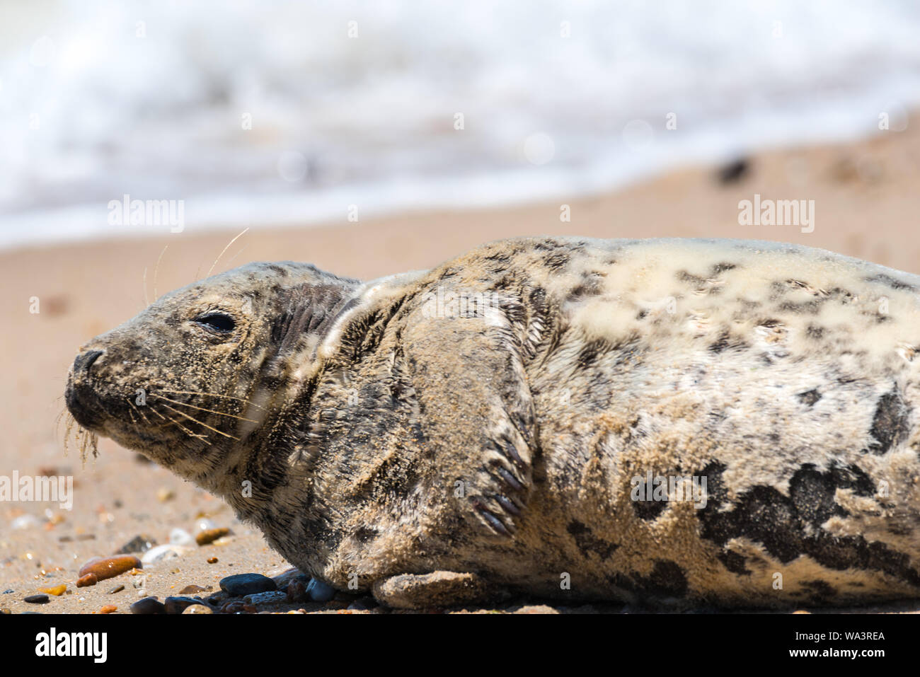 Cute Baby Seals