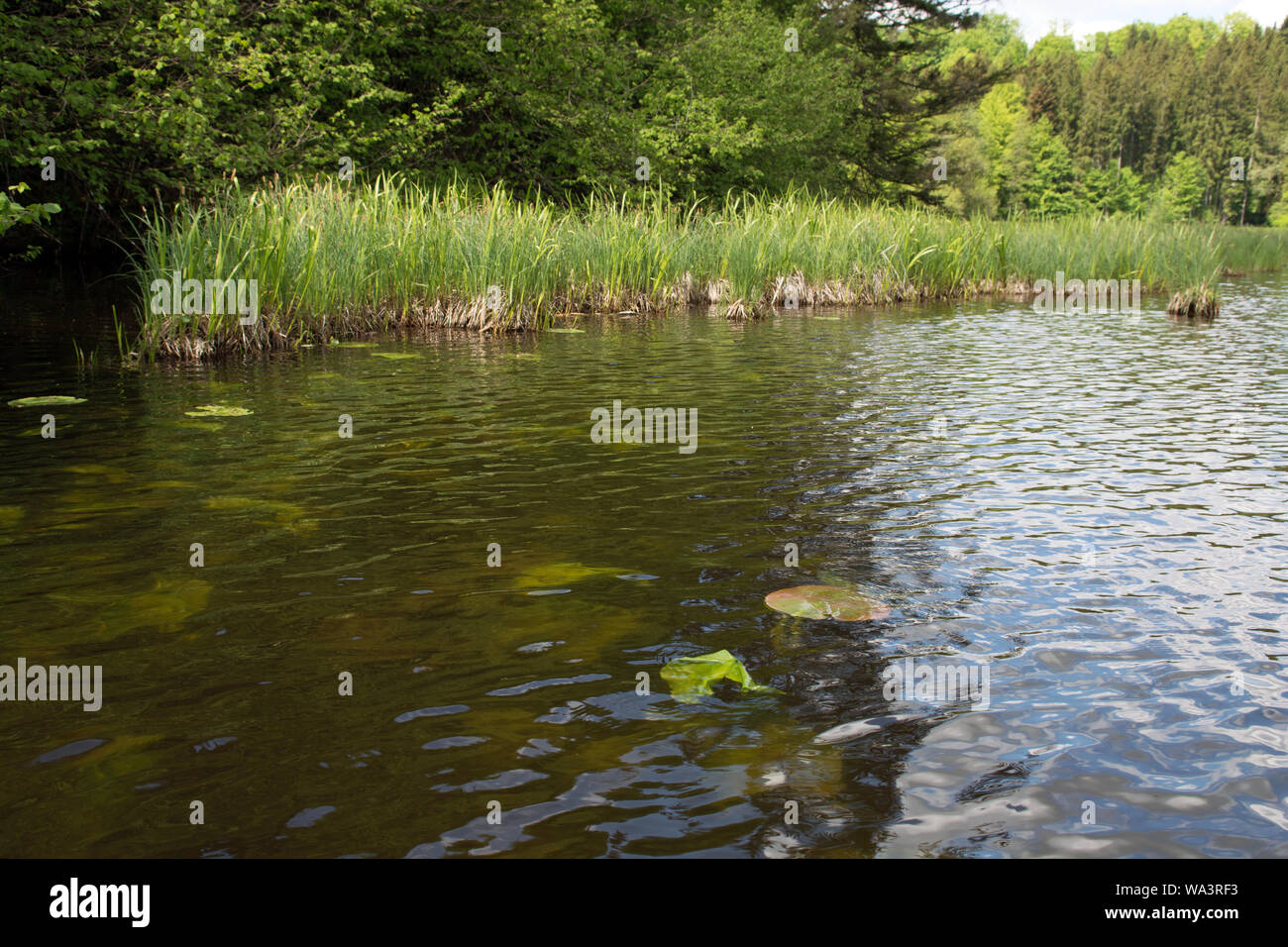 bavarian lake hackensee Stock Photo - Alamy