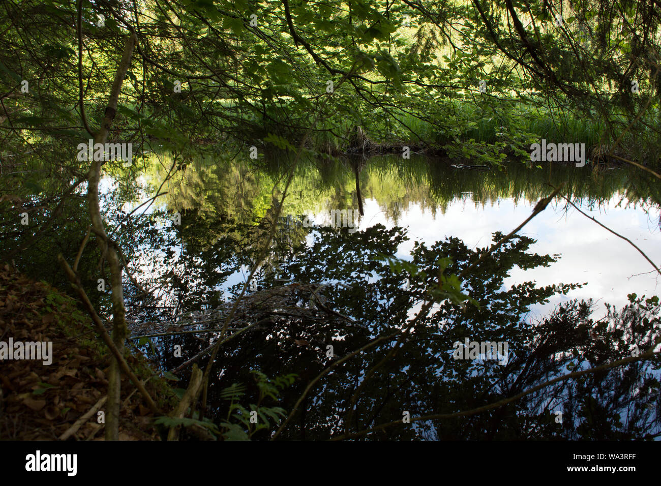 bavarian lake hackensee Stock Photo - Alamy