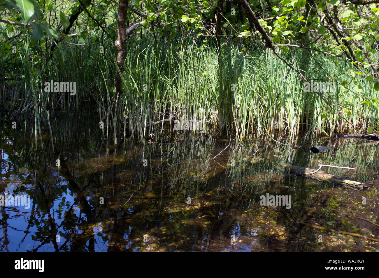 bavarian lake hackensee Stock Photo - Alamy