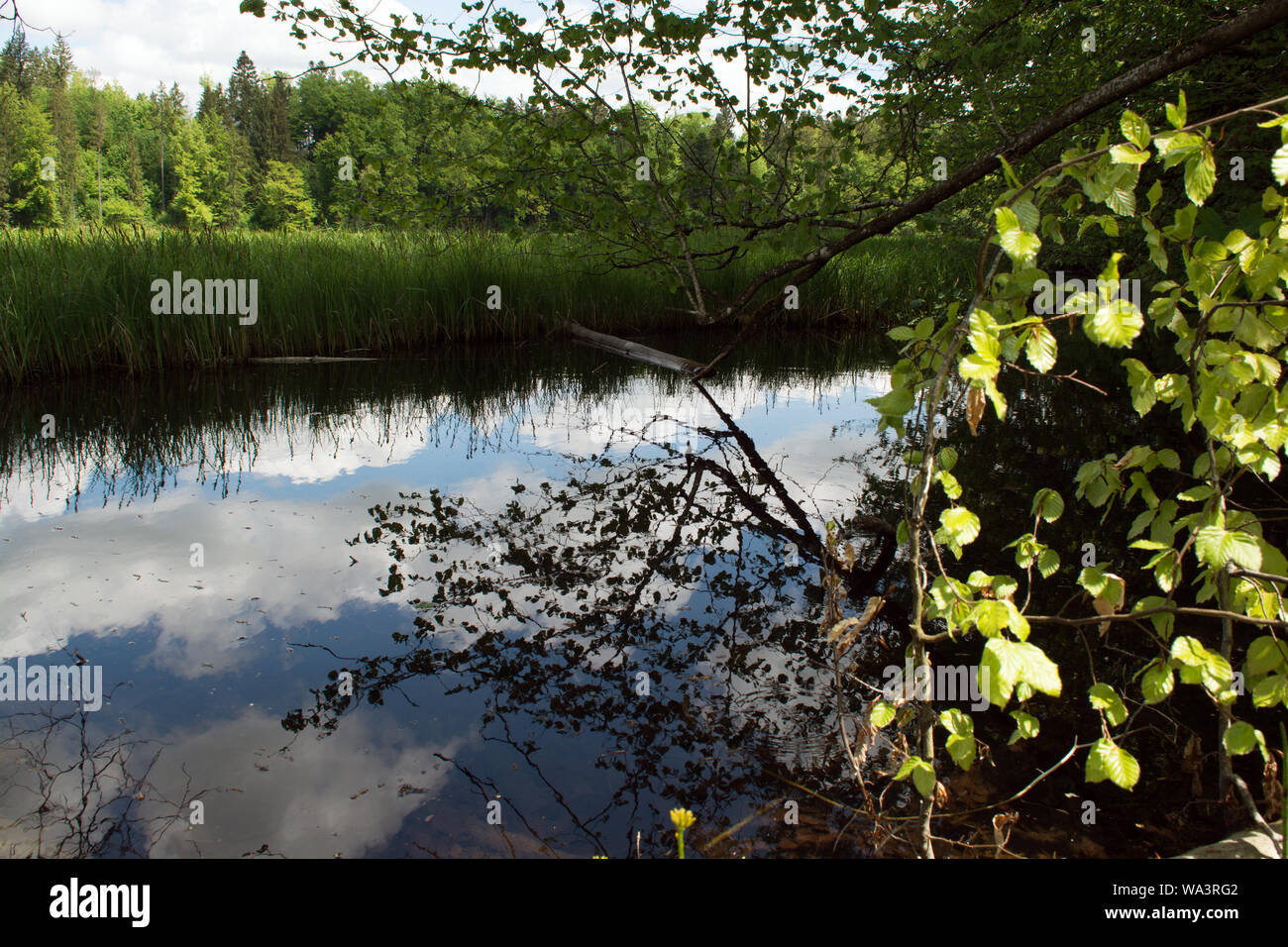 bavarian lake hackensee Stock Photo - Alamy