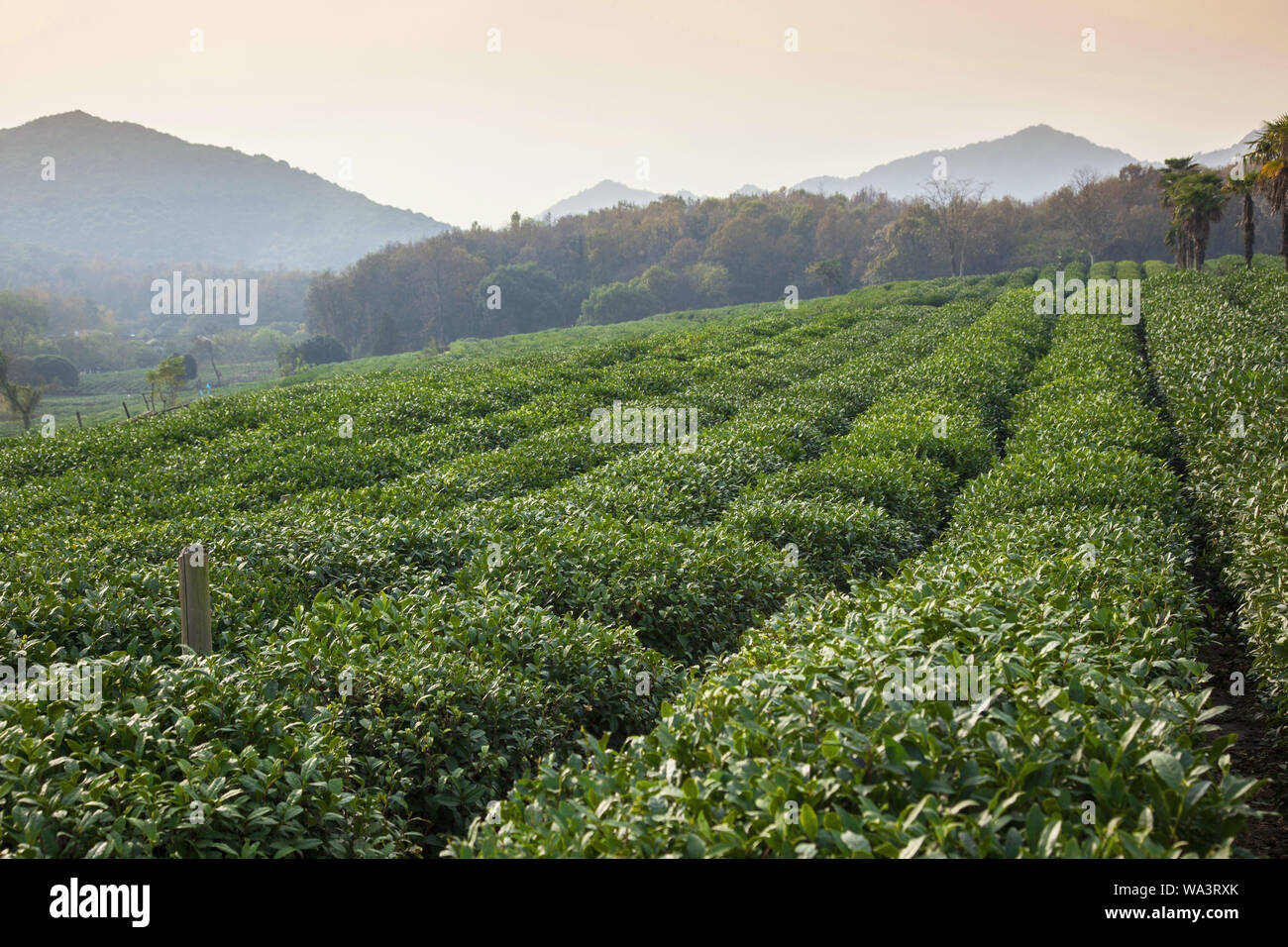 Longjing tea fields hangzhou hi-res stock photography and images - Alamy