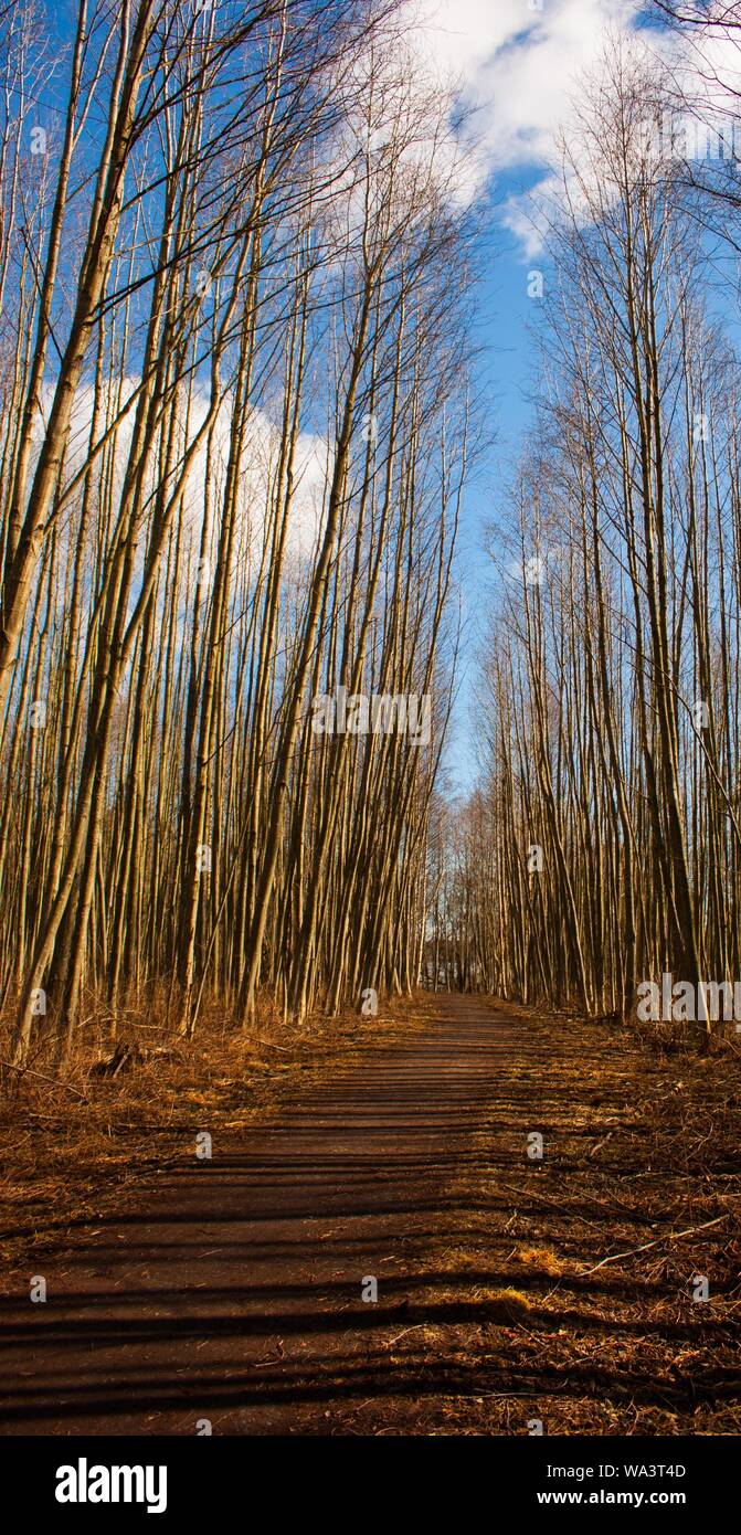 Vertical shot of a brown pathway between long trees under a clear blue ...