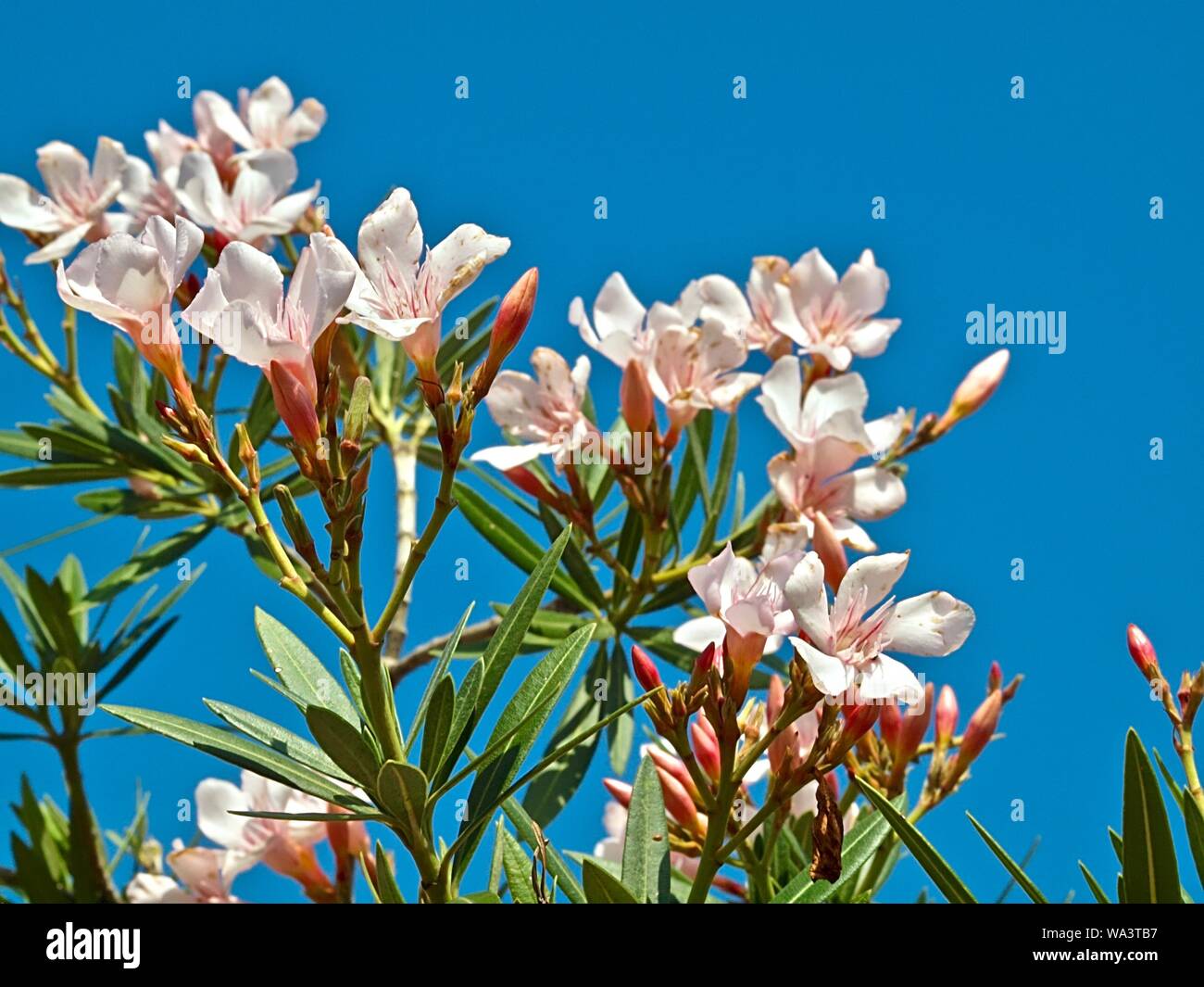 Walk of the oleanders hi-res stock photography and images - Alamy