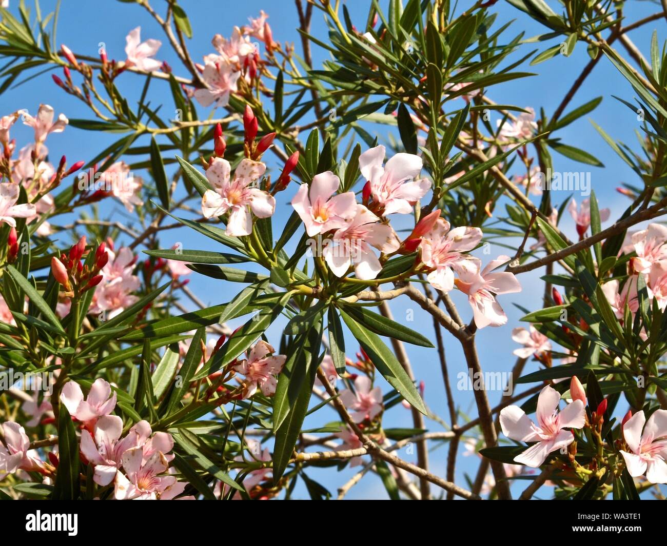 Walk of the oleanders hi-res stock photography and images - Alamy