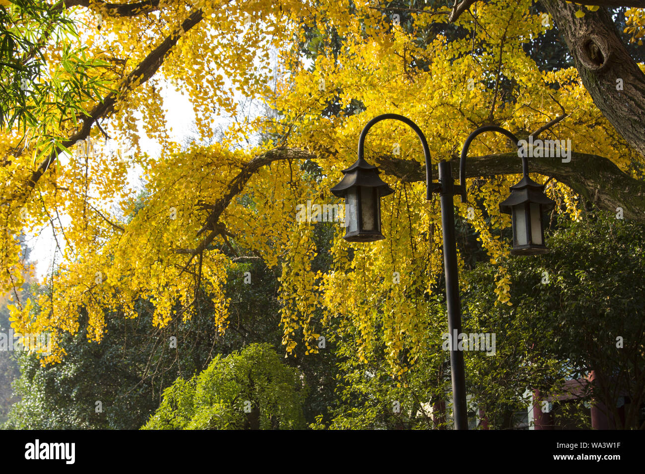 Nanjing university hi-res stock photography and images - Alamy