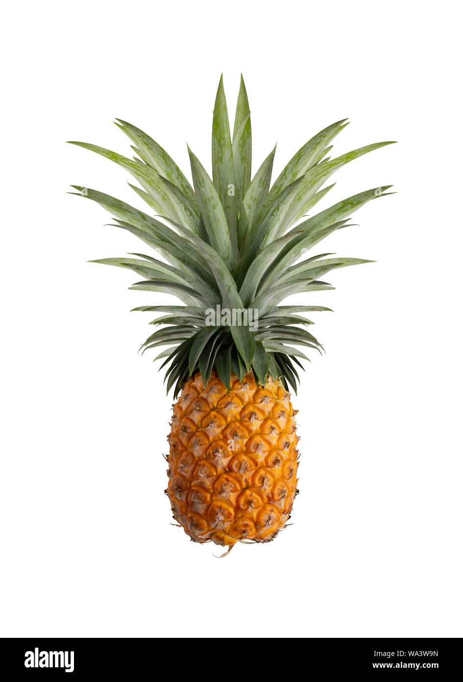 Pineapple plant hi-res stock photography and images - Alamy