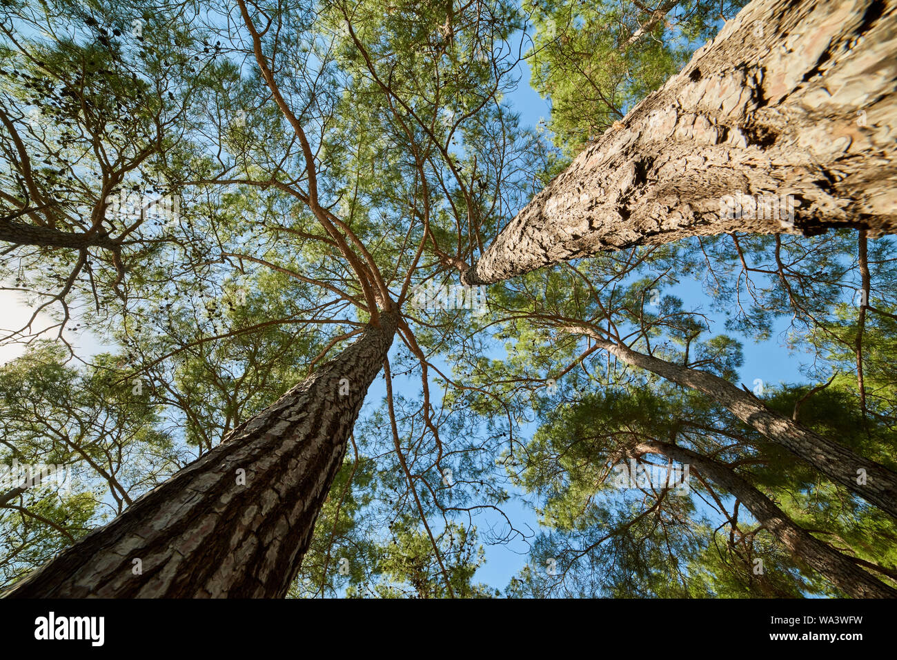 Bottom view sunlight through hi-res stock photography and images - Alamy