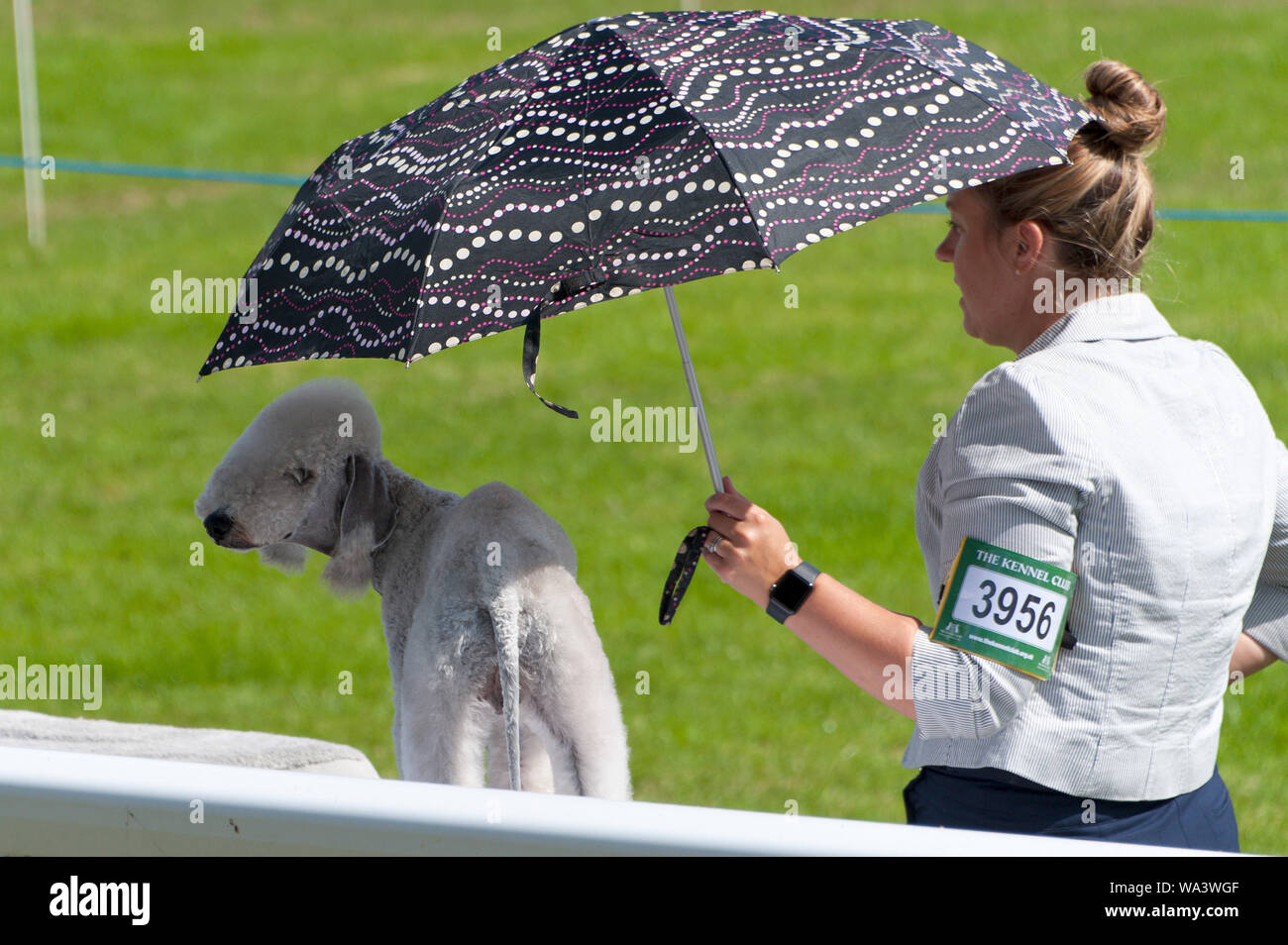 Working bedlington hi-res stock photography and images - Alamy