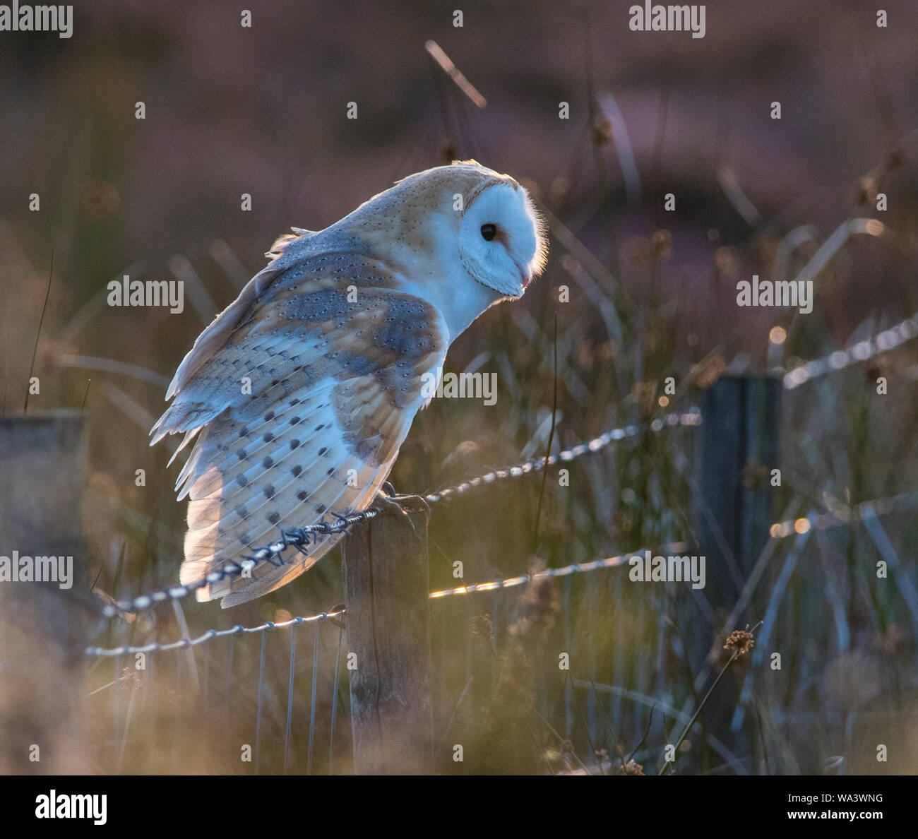 Barn Owl Tyto alba sat on a fence with barb wire back lit in the ...