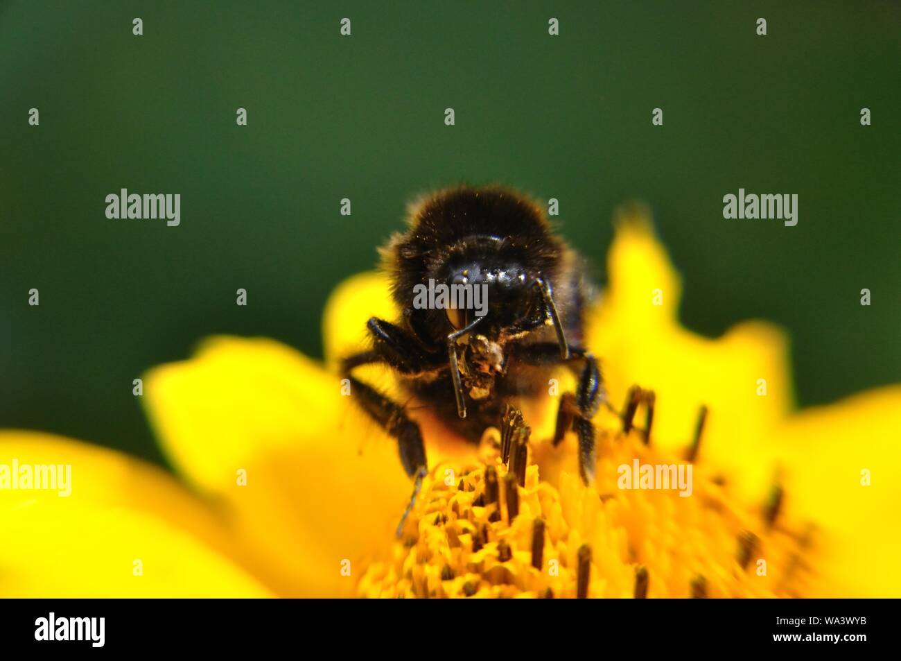 Hummel (Bombus) beim Nektarsammeln auf einer gelben Blüte Stock Photo ...