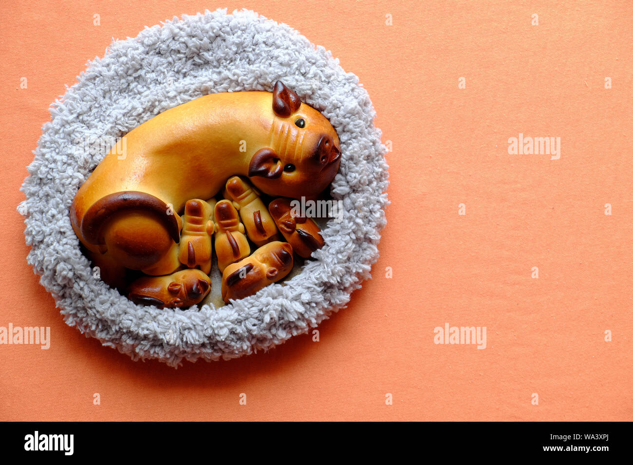 Orange pig hi-res stock photography and images - Alamy