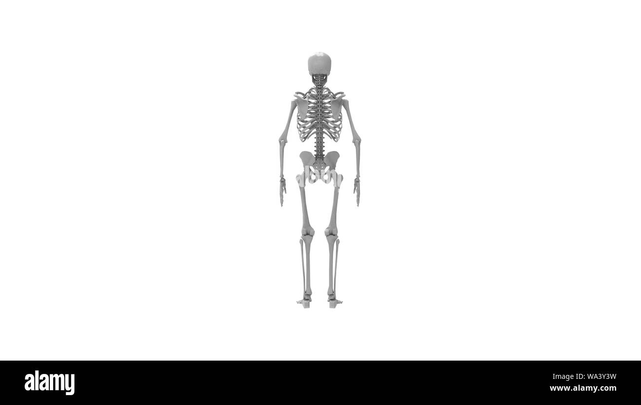 Skeleton multiple views of a computer renderd model of a human skeleton ...