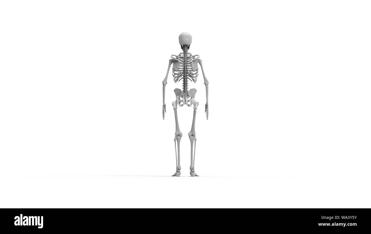 Skeleton multiple views of a computer renderd model of a human skeleton ...