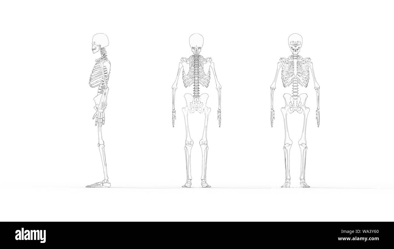 Skeleton multiple views of a computer renderd model of a human skeleton ...