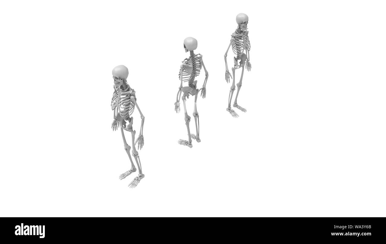 Skeleton multiple views of a computer renderd model of a human skeleton ...