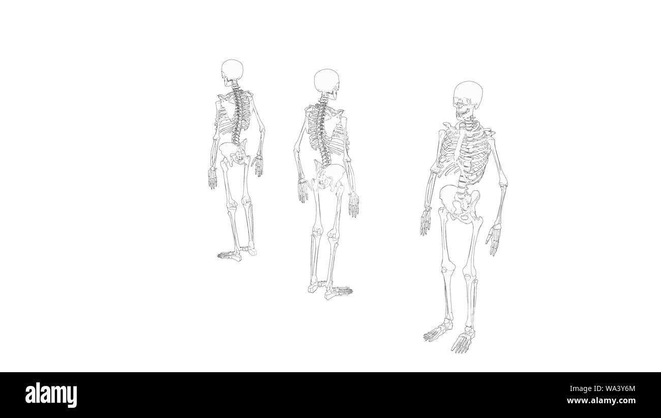 Skeleton multiple views of a computer renderd model of a human skeleton ...
