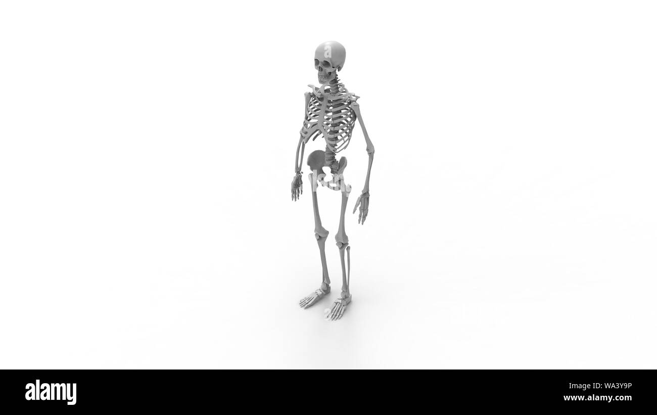 Skeleton multiple views of a computer renderd model of a human skeleton ...