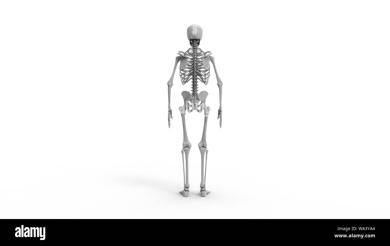 Skeleton multiple views of a computer renderd model of a human skeleton ...