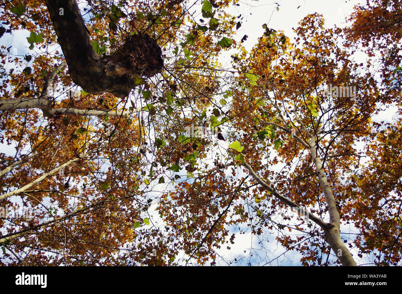 Plane tree in "Rambla del Poblenou" in Barcelona during the autumn ...