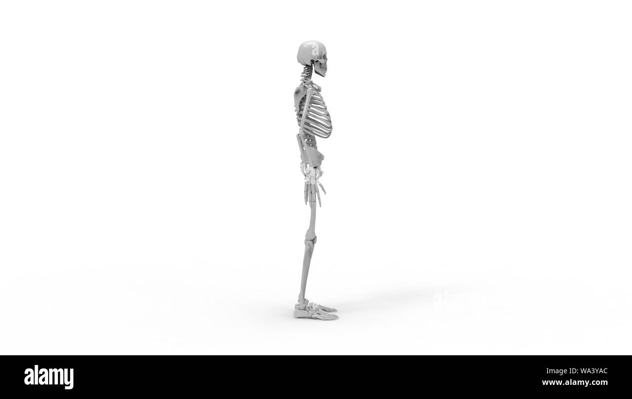 Skeleton multiple views of a computer renderd model of a human skeleton ...