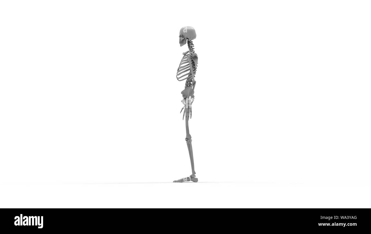 Skeleton multiple views of a computer renderd model of a human skeleton ...