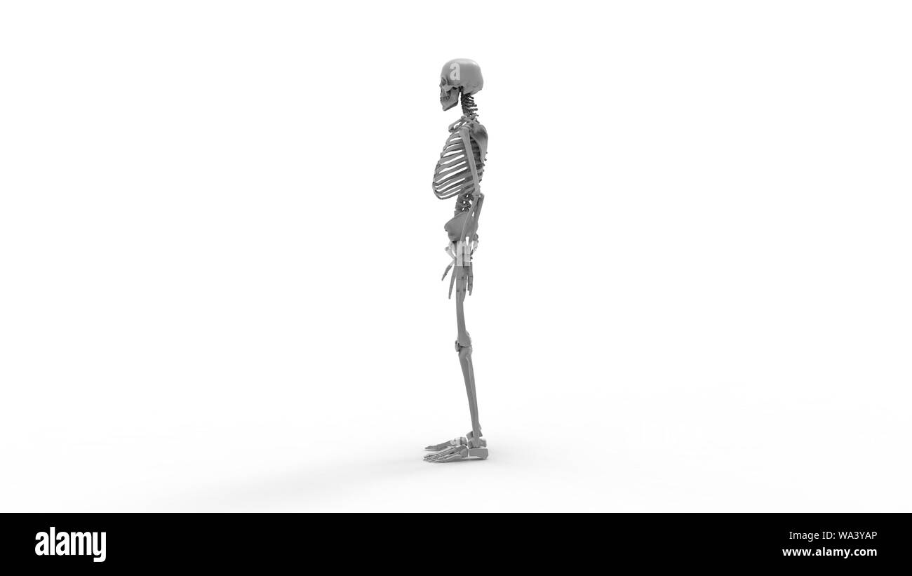 Skeleton multiple views of a computer renderd model of a human skeleton ...