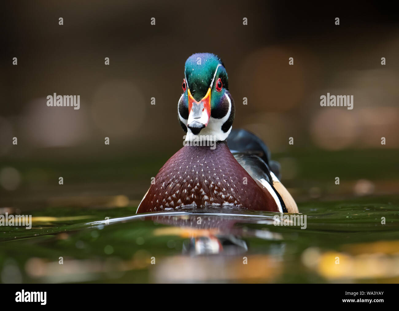 Wood duck eyes hi-res stock photography and images - Alamy
