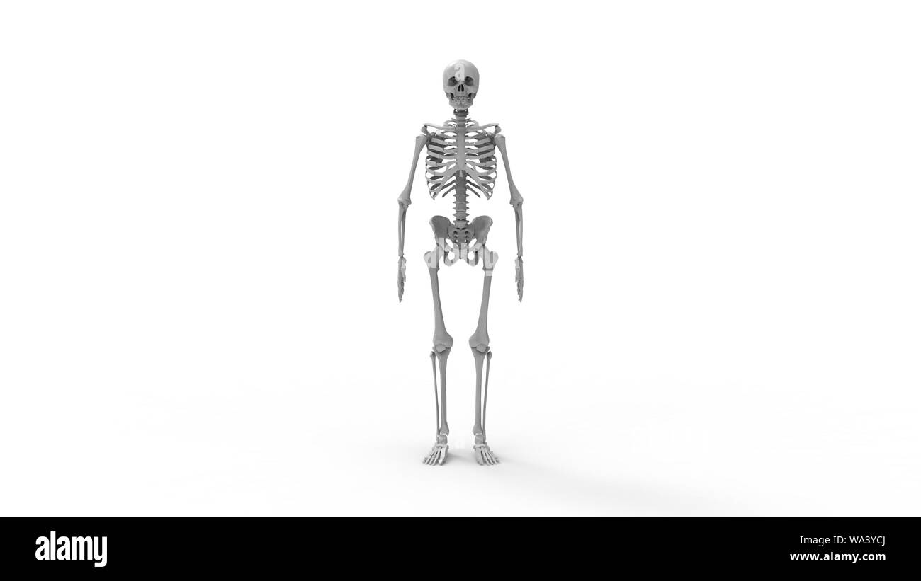 Skeleton multiple views of a computer renderd model of a human skeleton ...