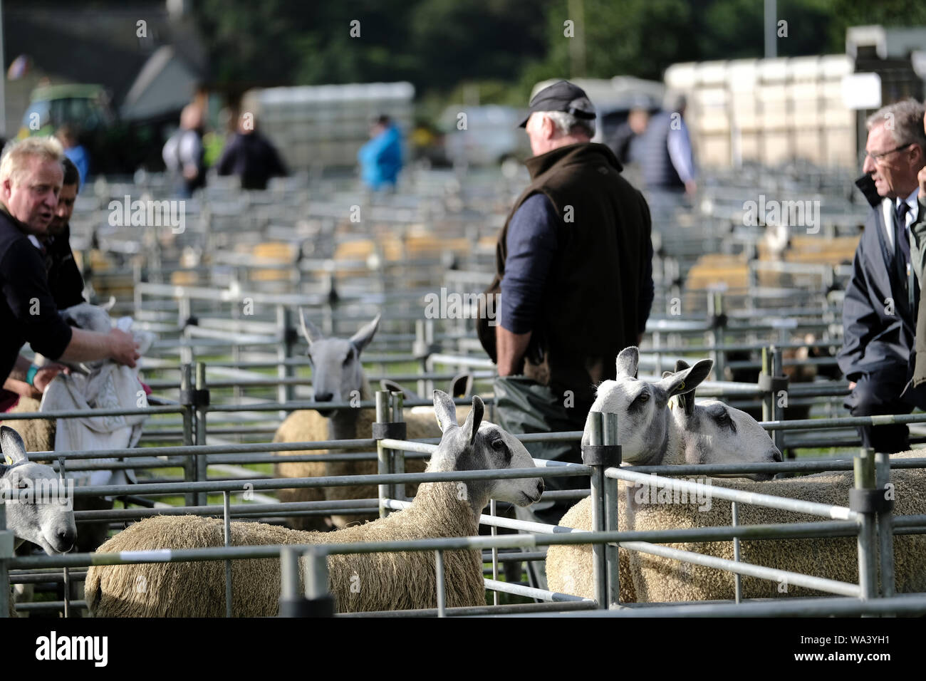 Peebles, UK. 17th Aug, 2019. Peebles, Scotland - August 17 ...