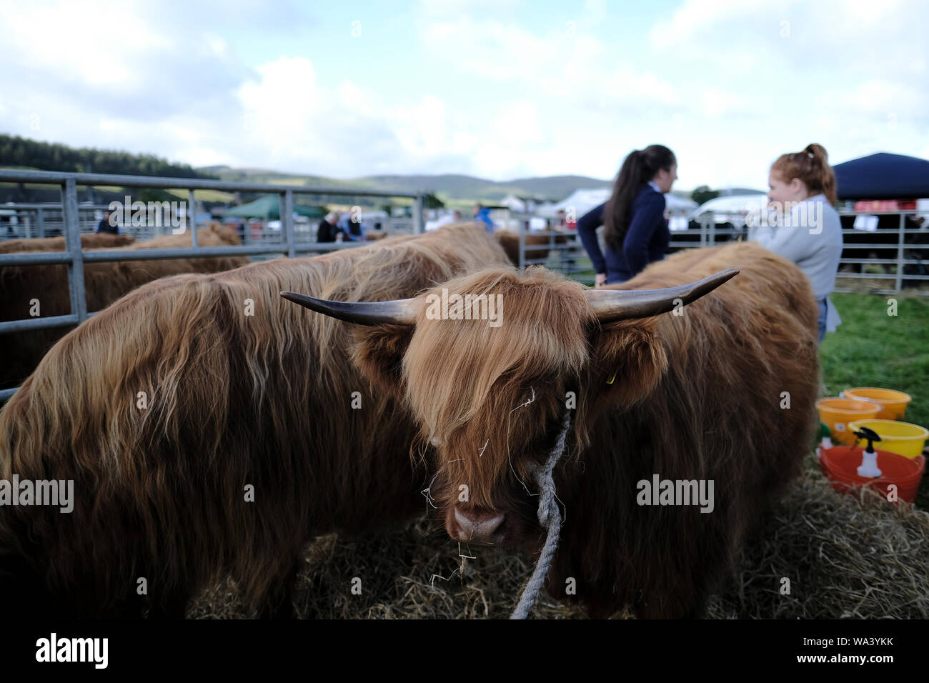 Peebles agricultural show hi-res stock photography and images - Alamy