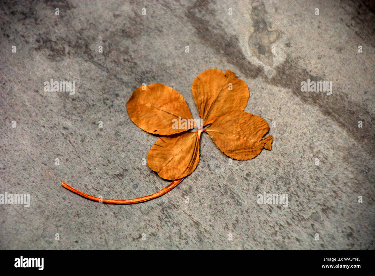 dried four-leaf clover symbol for everlasting luck, lucky clover saint ...