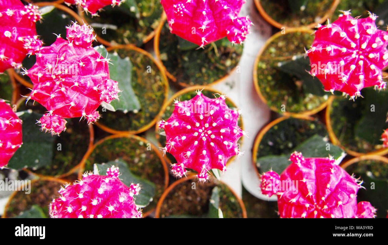 Row of cacti hi-res stock photography and images - Alamy