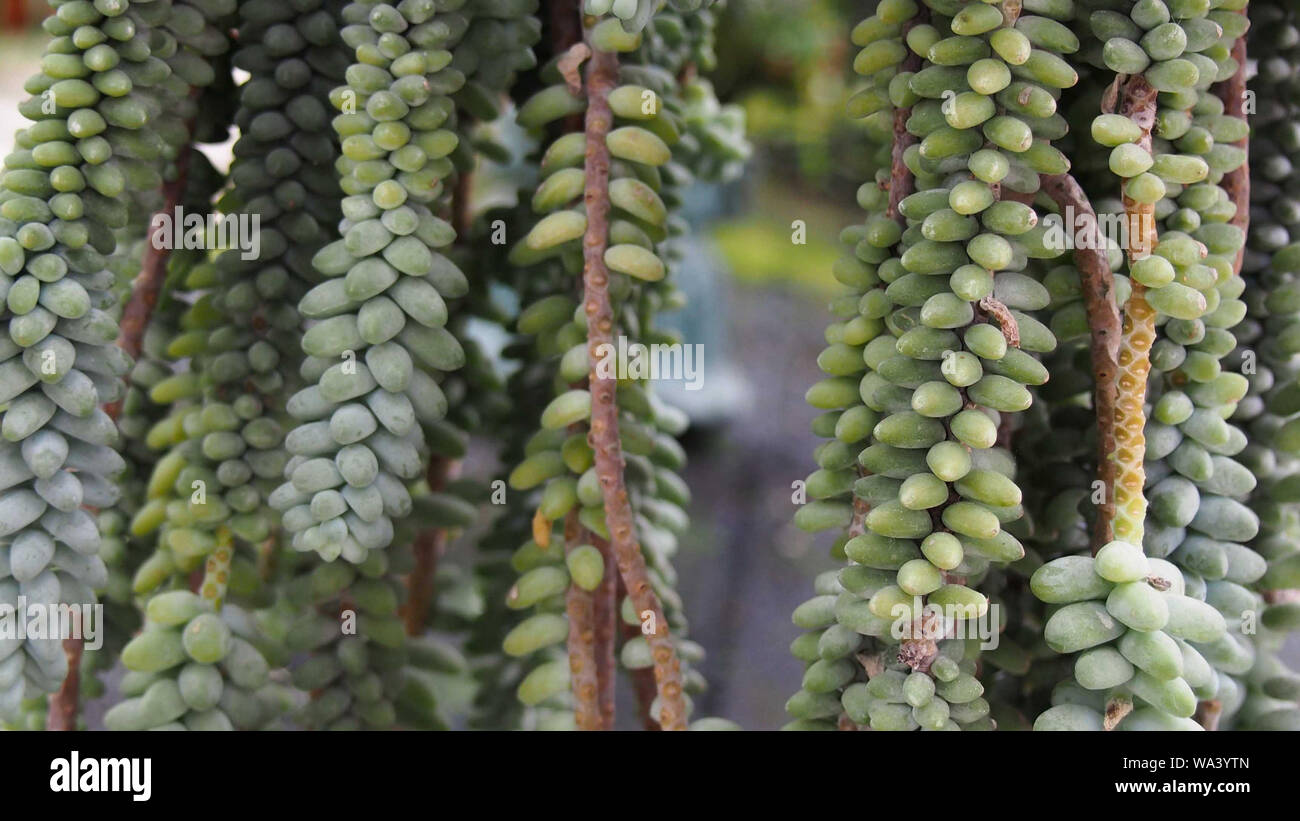 Hanging aloe hi-res stock photography and images - Alamy