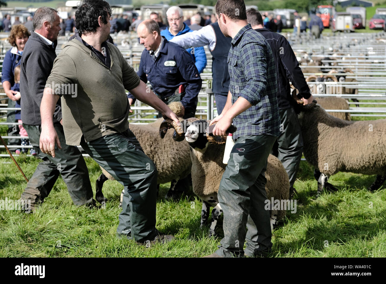 Peebles agricultural show hi-res stock photography and images - Alamy