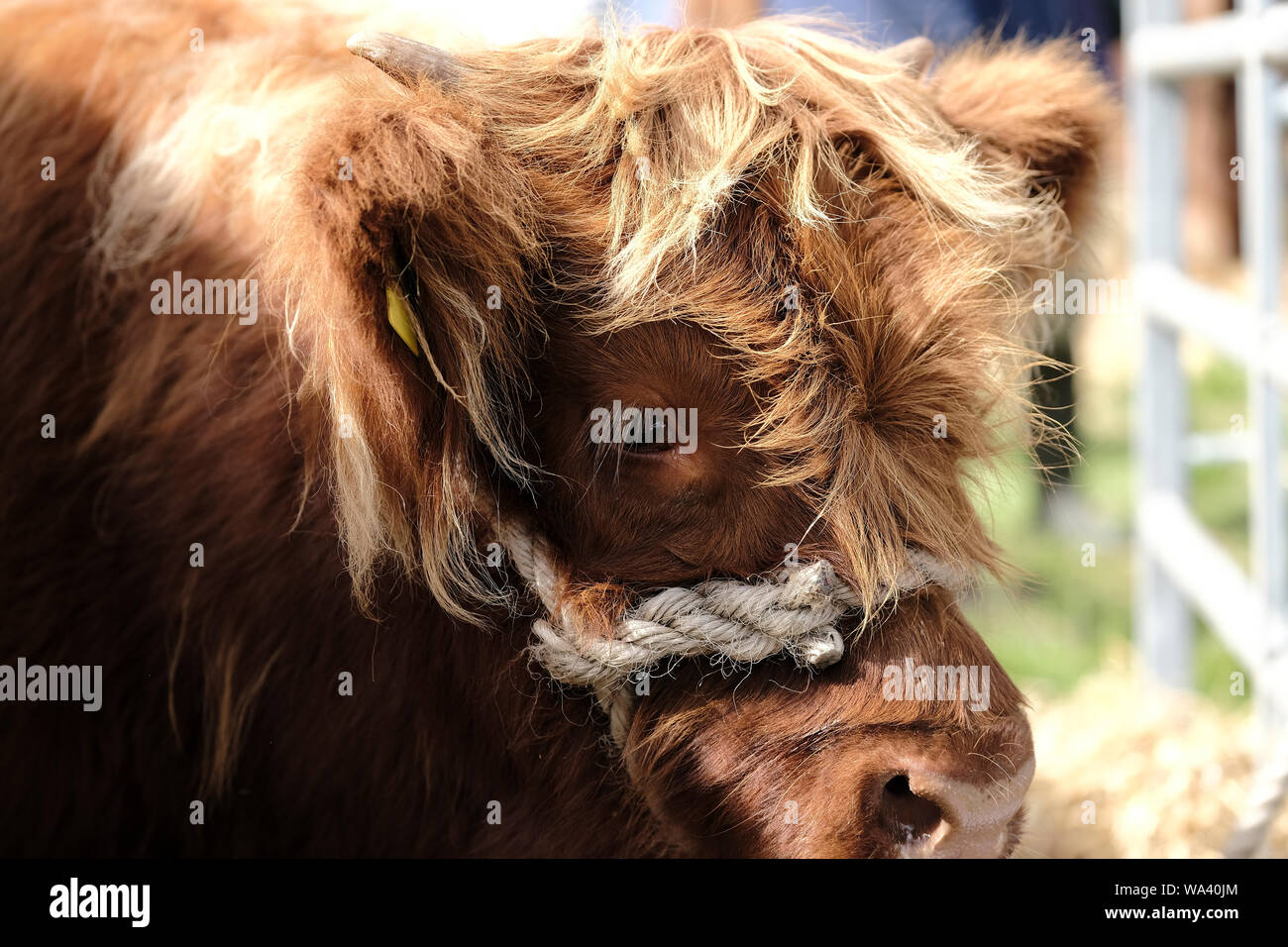 Peebles, UK. 17th Aug, 2019. Peebles, SCOTLAND - August 17 ...