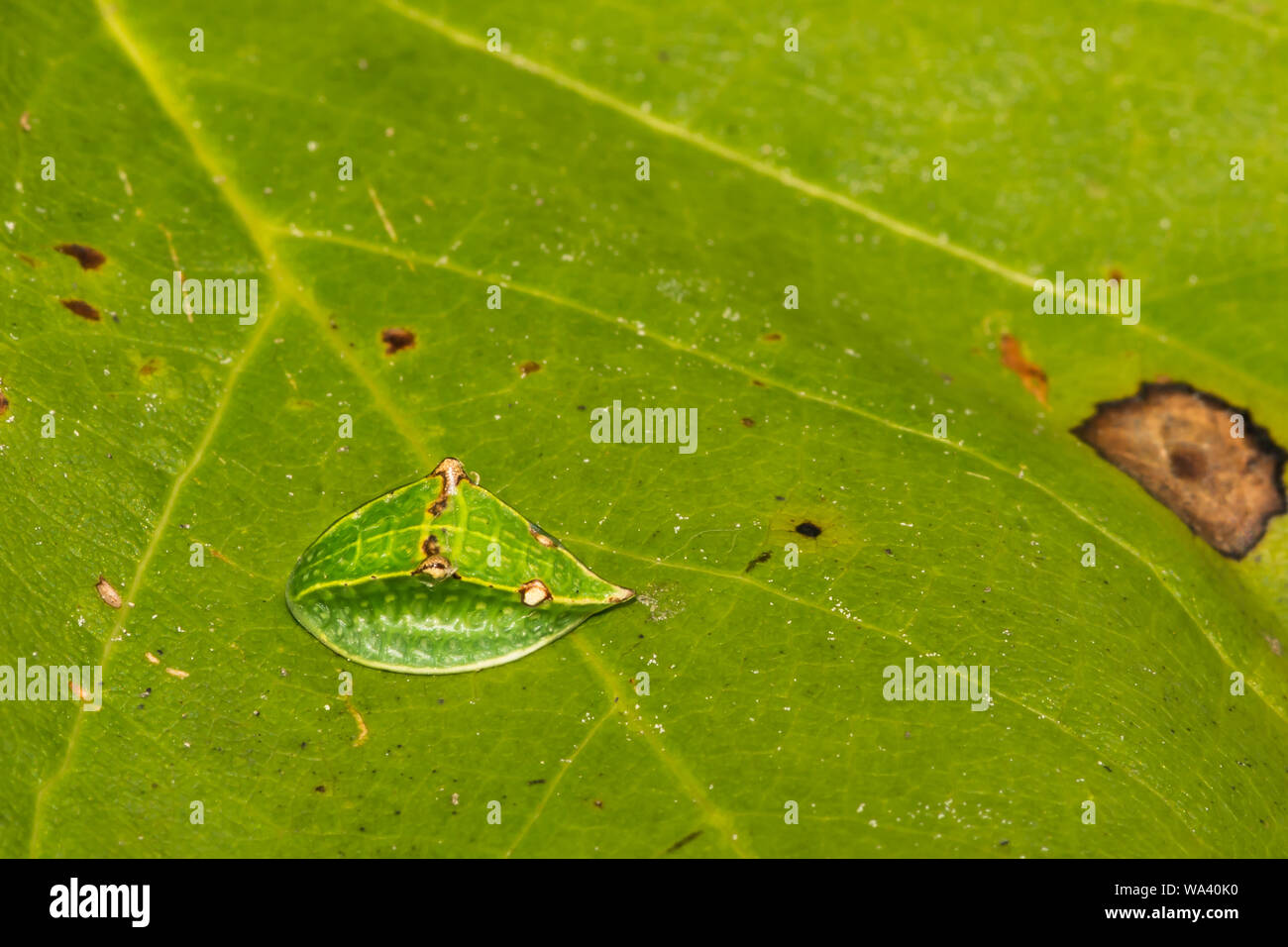 Skiff Moth Caterpillar (Prolimacodes badia Stock Photo - Alamy
