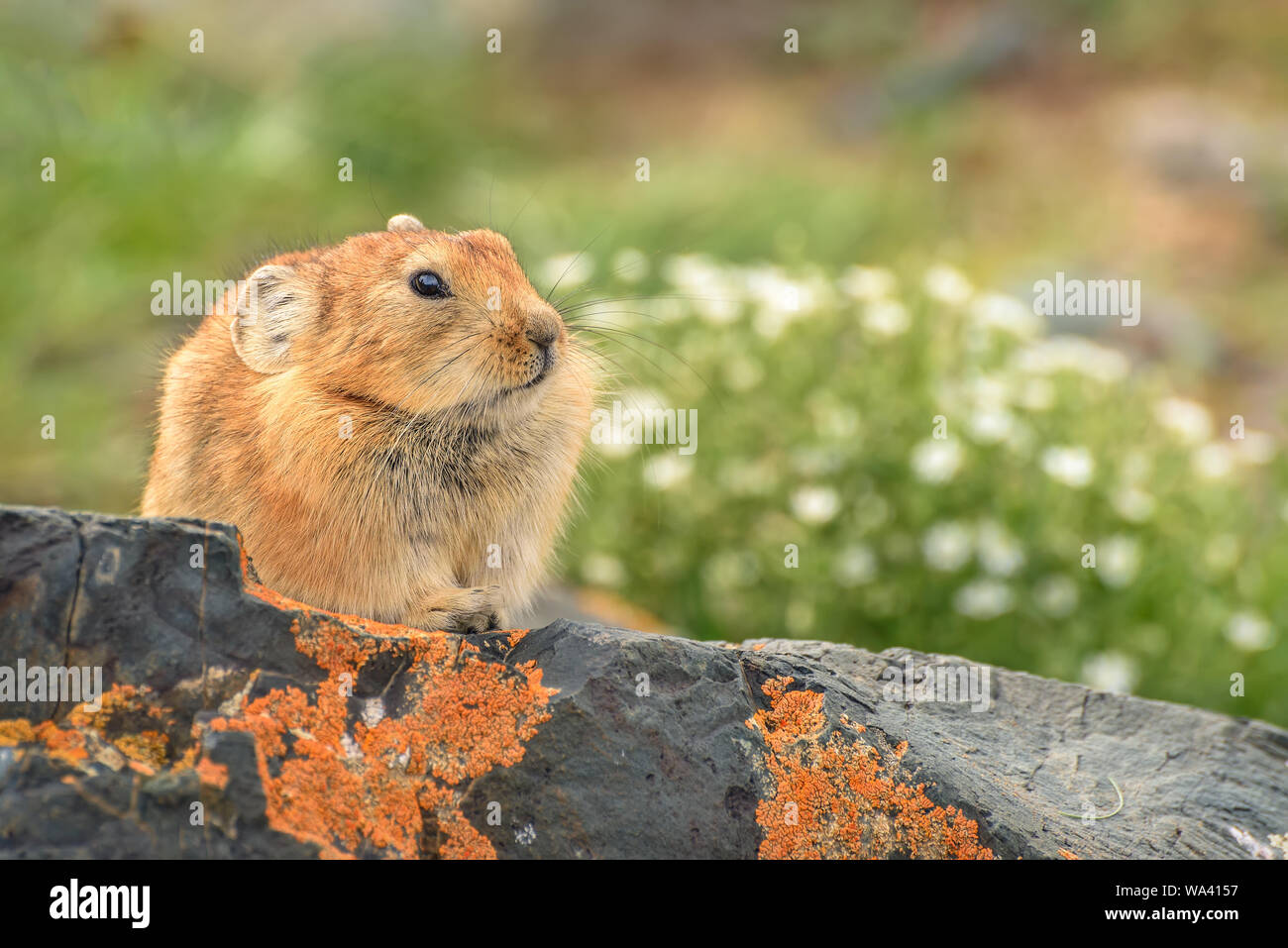 Hare stone hi-res stock photography and images - Alamy