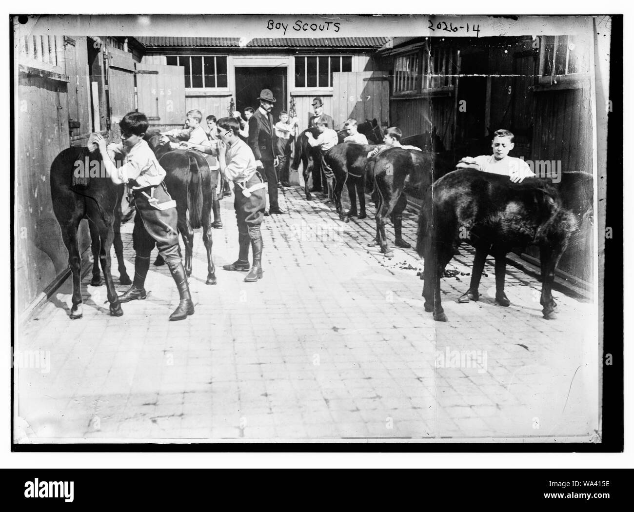Boy Scouts. Grooming their horses Stock Photo - Alamy