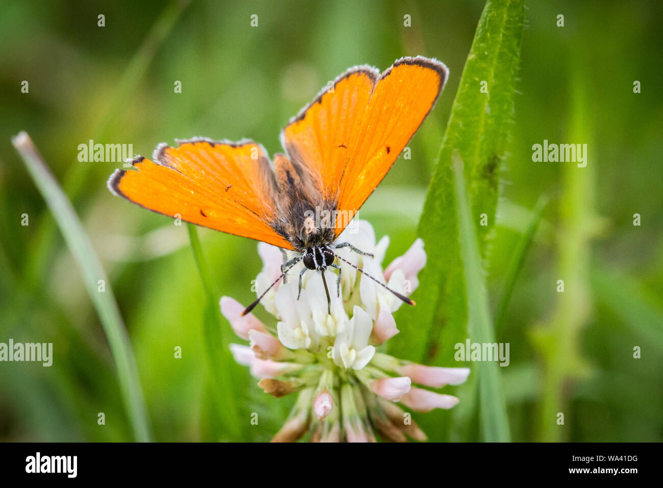 Large copper butterfly hi-res stock photography and images - Alamy