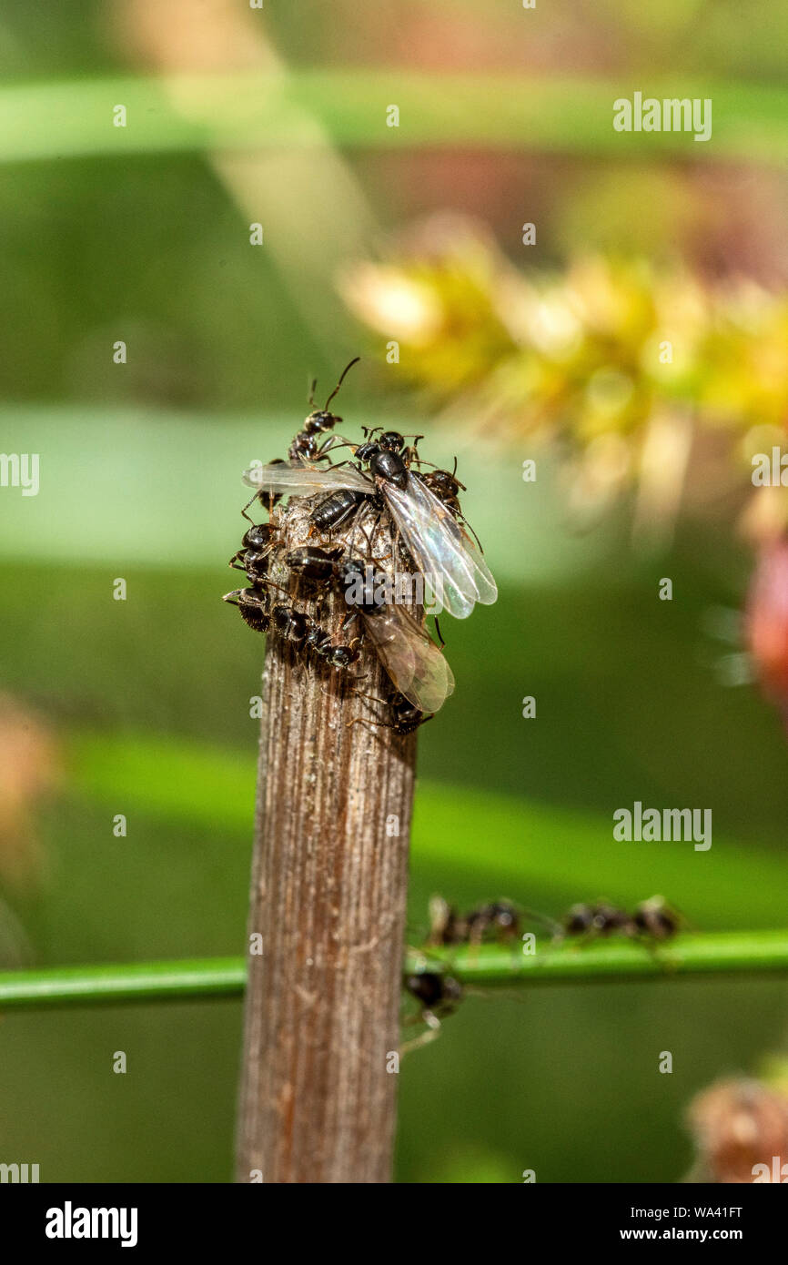 Flying ants on a stick Stock Photo - Alamy