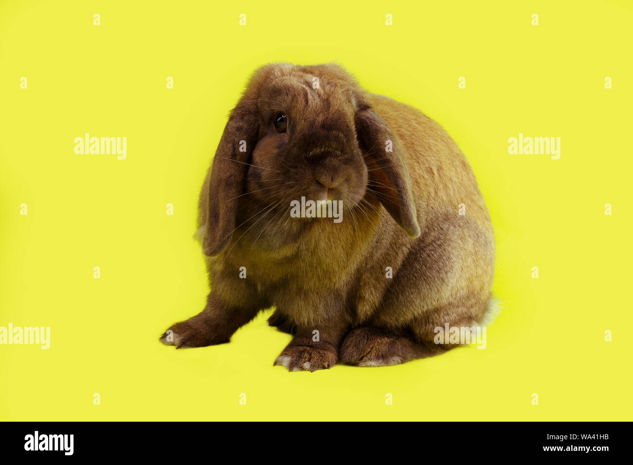 Bunny mascot hi-res stock photography and images - Alamy