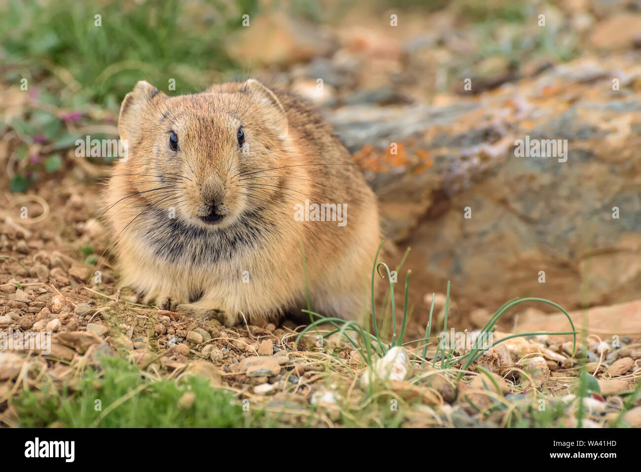 Pika Cute High Resolution Stock Photography and Images - Alamy