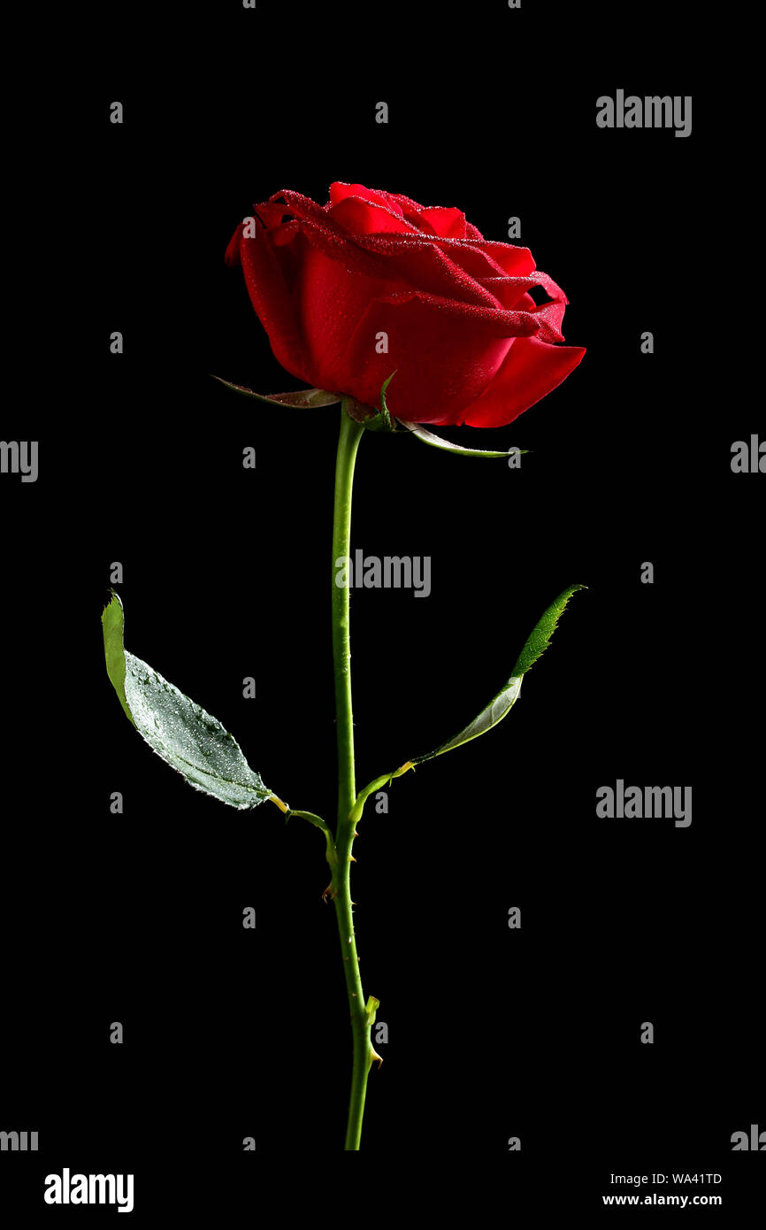 The red rose Stock Photo - Alamy
