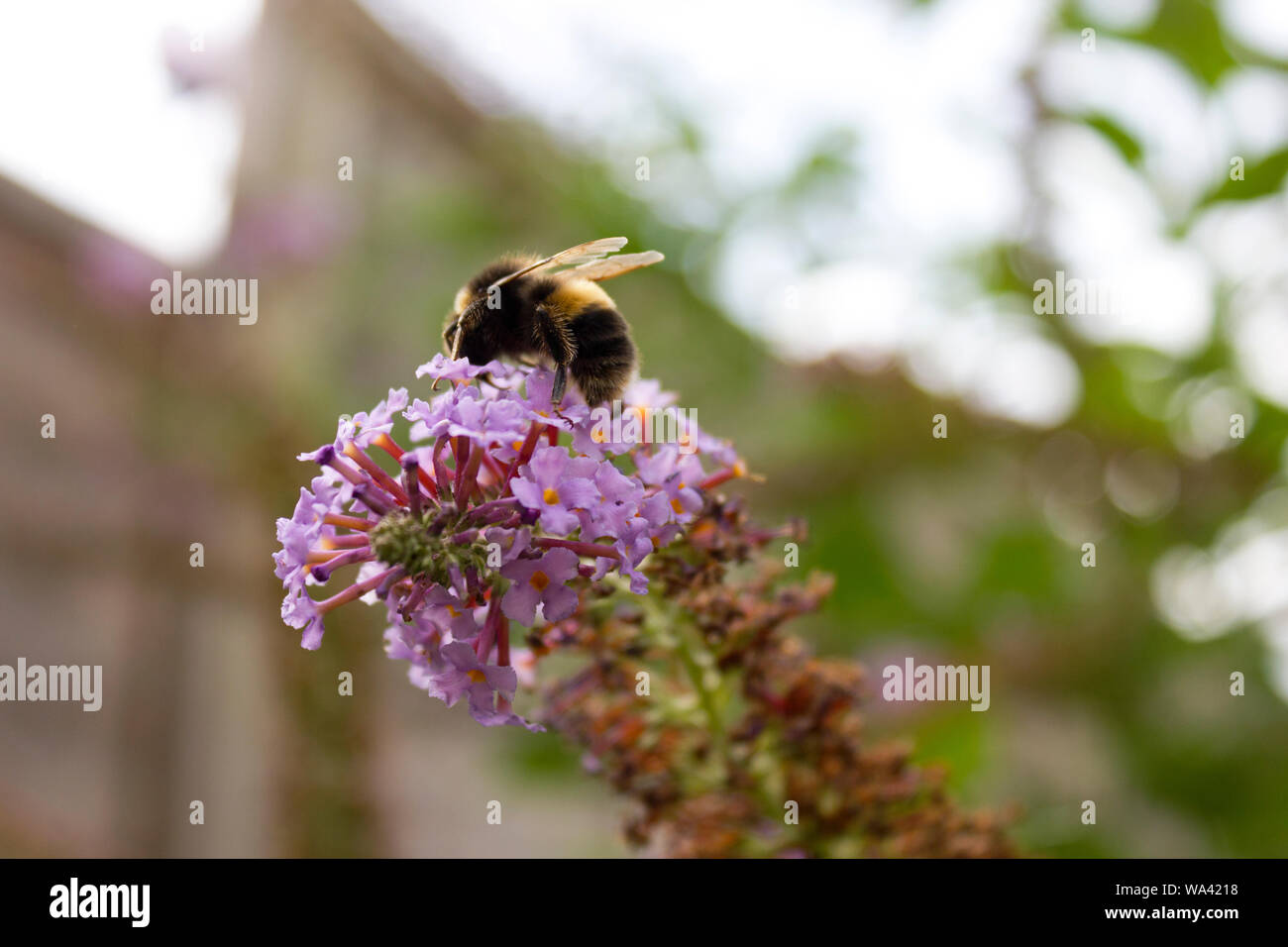 Bumble Bee on Buddleia flowers Stock Photo - Alamy