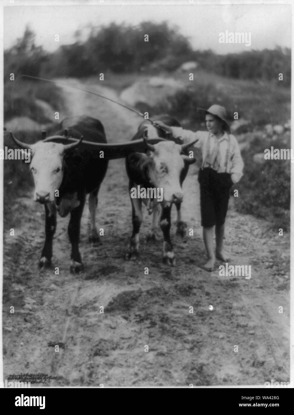 Boy with whip and pair of cattle on yoke Stock Photo - Alamy