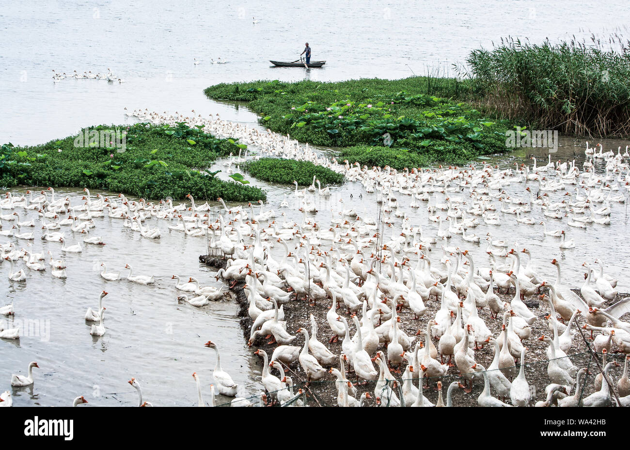 Farmers shampoo goods Stock Photo - Alamy