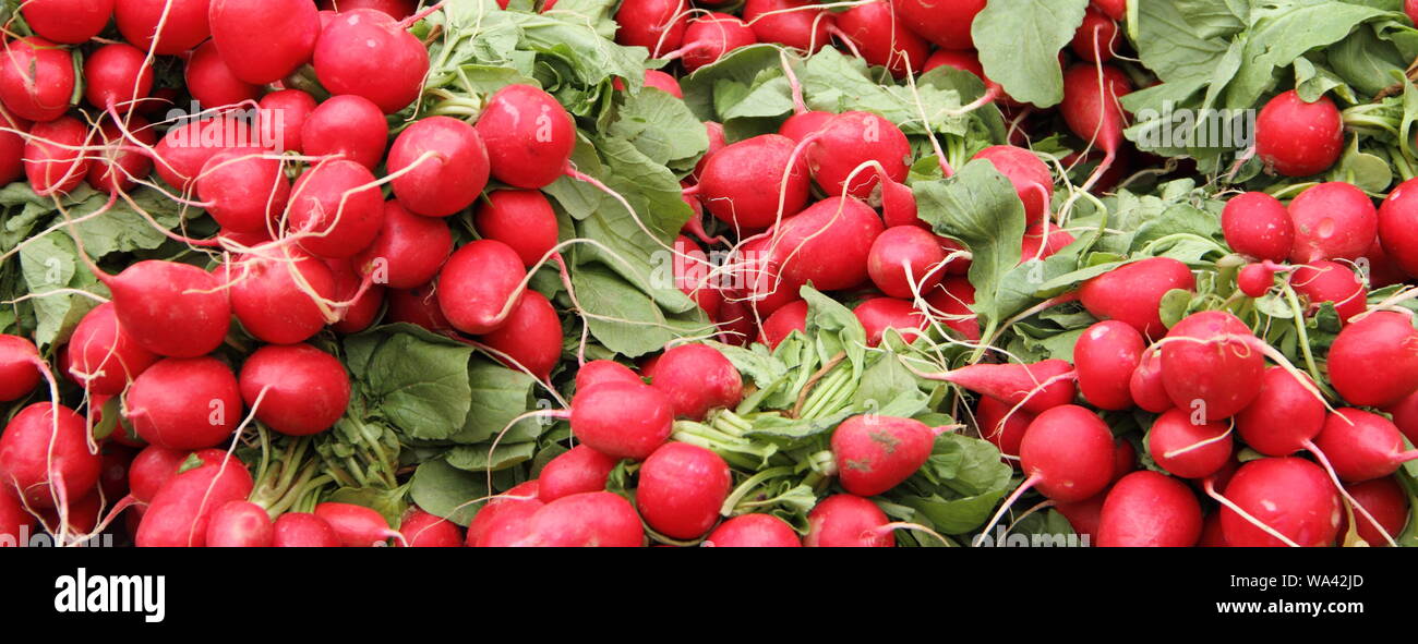 Many fresh radishes close hi-res stock photography and images - Alamy