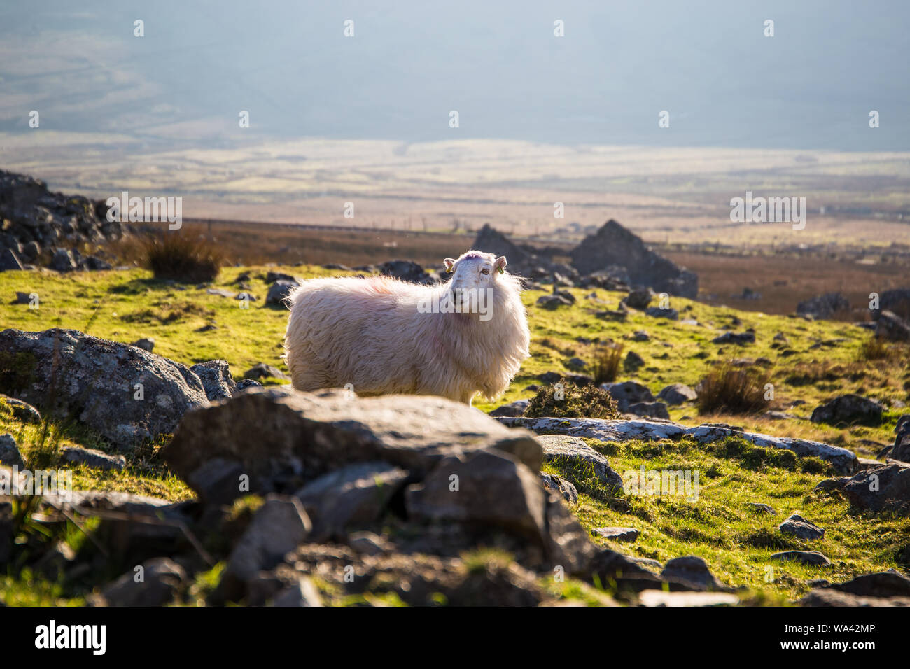 Snowdon mountain sheep hi-res stock photography and images - Alamy