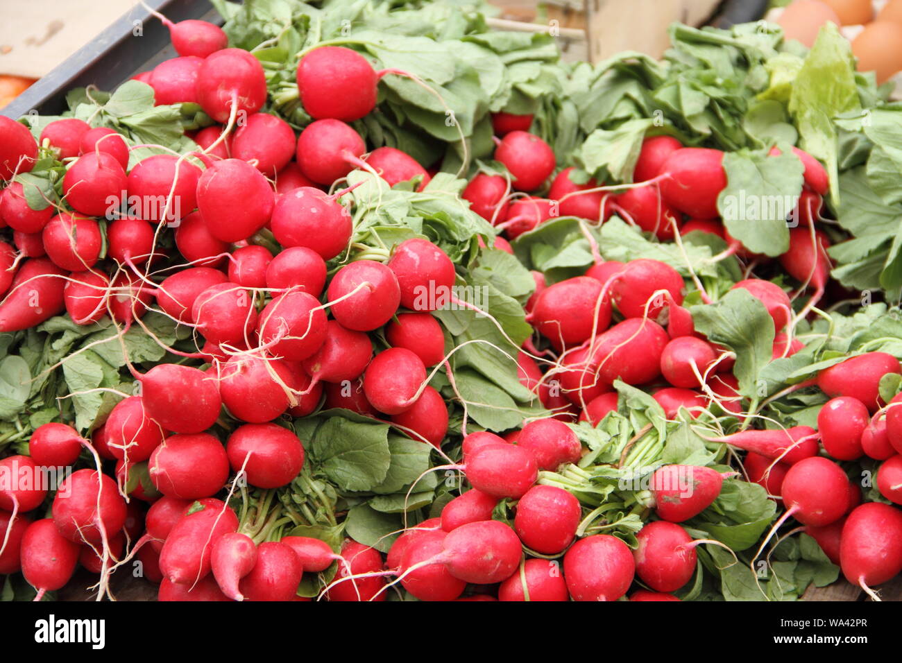 Many fresh radishes close hi-res stock photography and images - Alamy